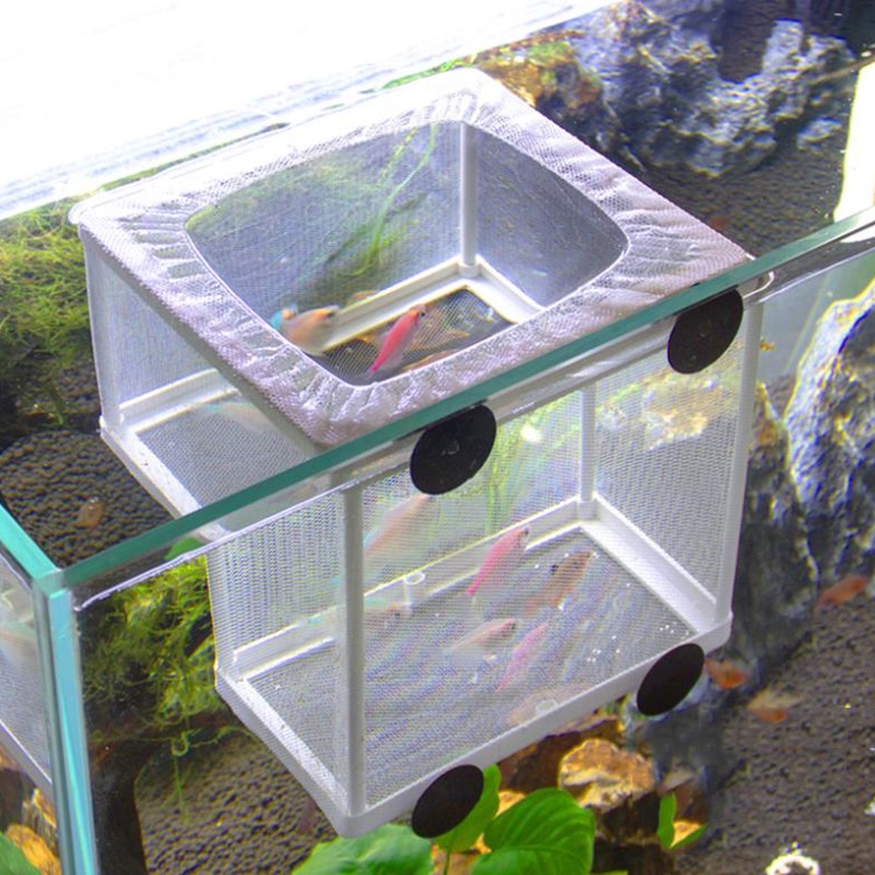 Fish Breeding Isolation Box Fish Tank Aquarium Breeder Hatching ...