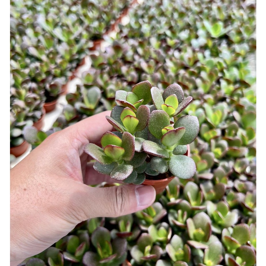 Cute Succulent Dwarf Jade Plant B多肉盆栽 Fresh Gardening Indoor Plant ...