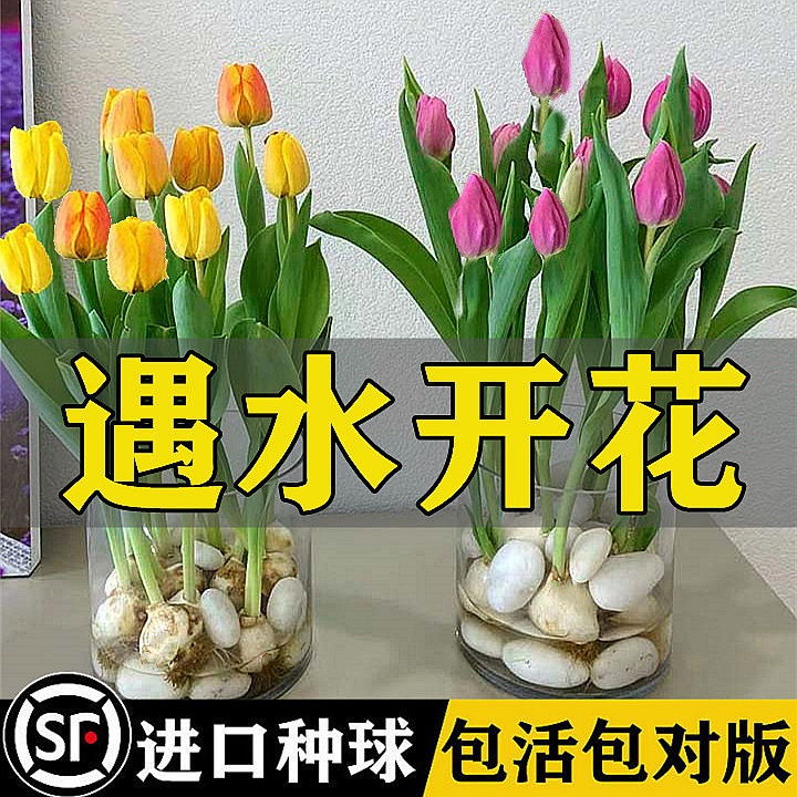 Dutch Tulip Seed Pellet Potted Hydroponic Plant Indoor Lily Flowers ...