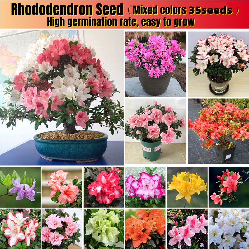 100% Original 35pcs Japanese Rhododendron Seeds Camellia Azalea Flower ...