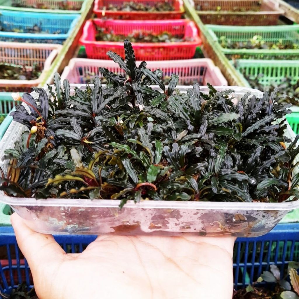 Sindo - Bucephalandra Red Velvet Porsi Mika Live Plant K8CP7NKA4O ...