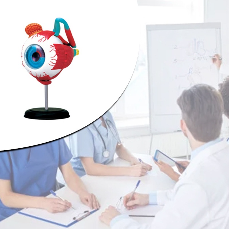 love* Human Eye Model 32Parts Orbit Anatomical Study Display Teaching ...