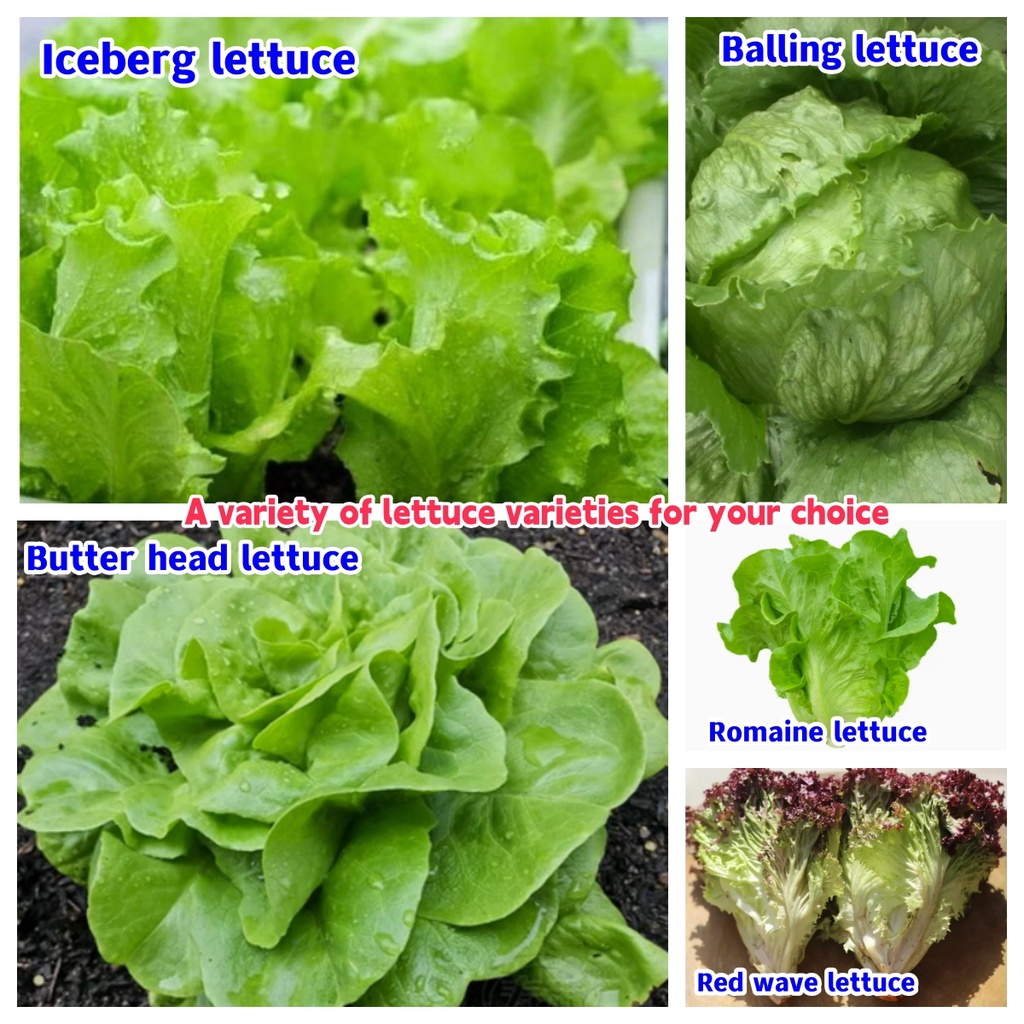 【buy1free1】2-3000p Cream lettuce, Italian lettuce, purple leaf lettuce ...