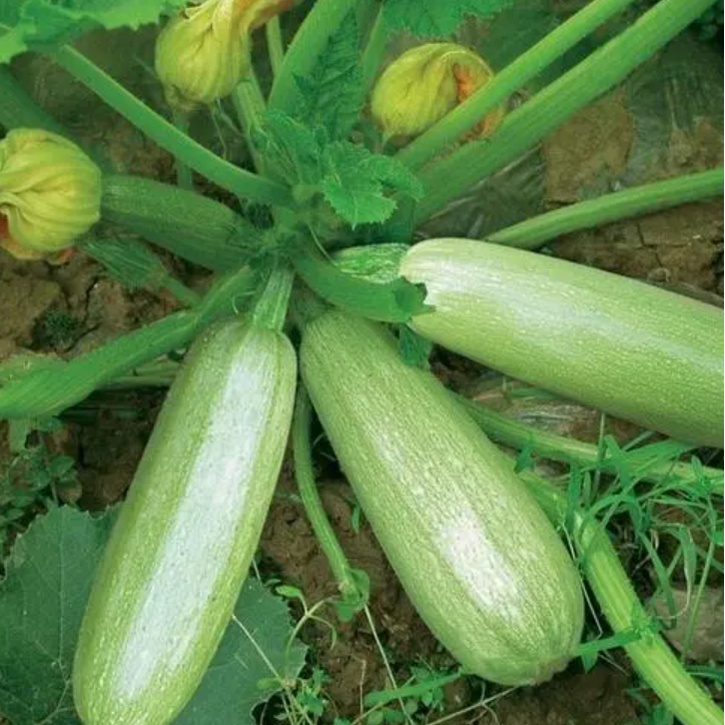 【BUY1 FREE1】Zucchini seeds disease-resistant early-maturing potted ...