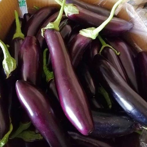 Round eggplant seeds eggplant seedlings high-yielding black purple ...