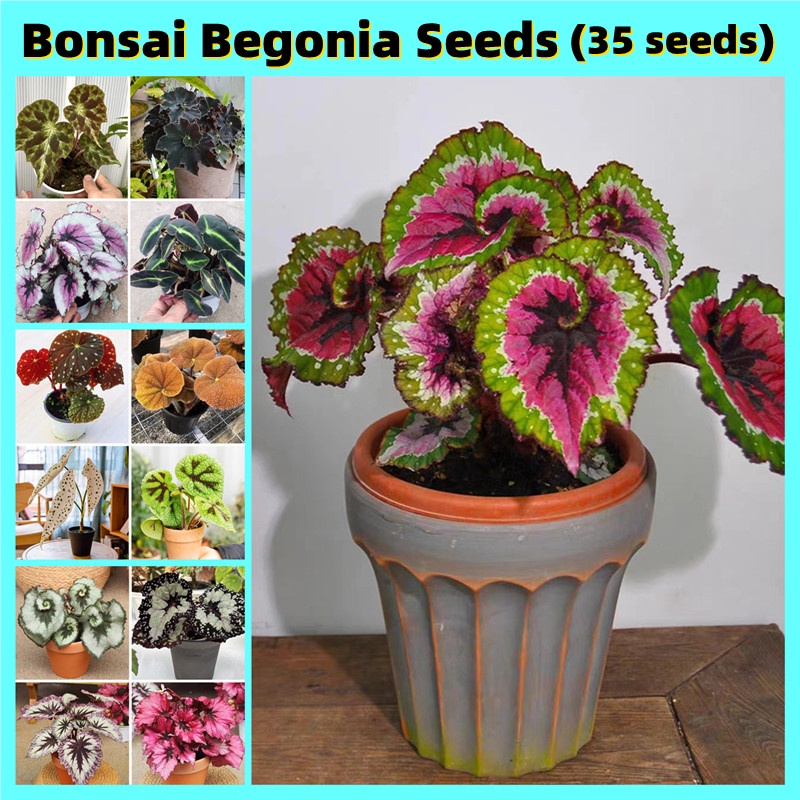35pcs Mixed Begonia Seeds Bonsai Seeds for Planting Flowers Begonia ...
