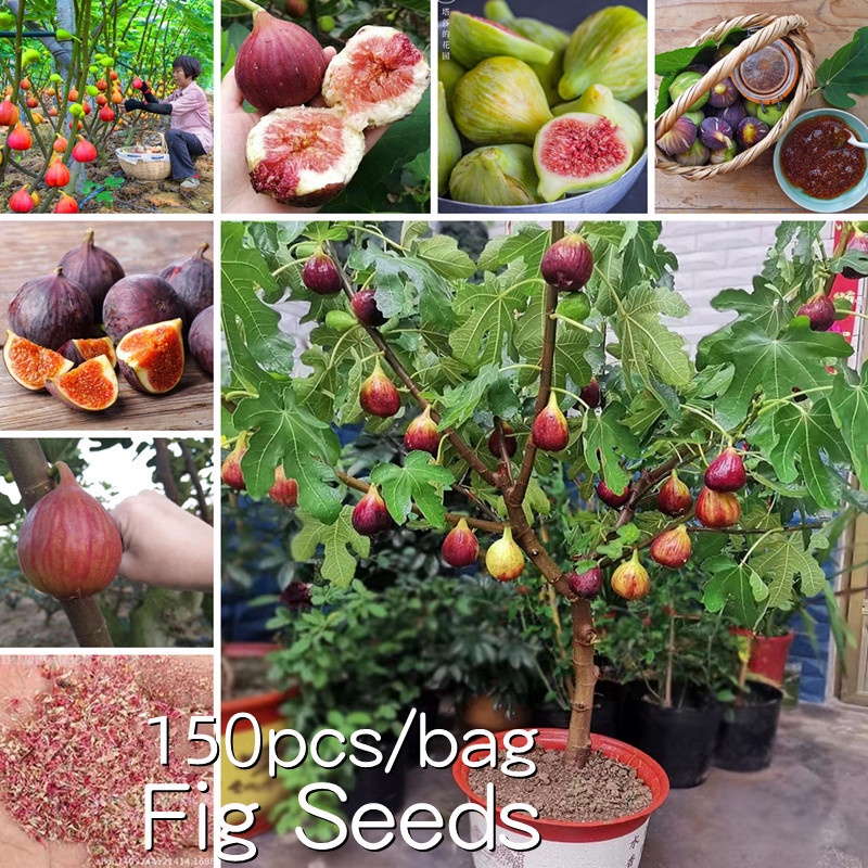 Sweet Fig Fruit Seeds for Sale (150pcs Seeds for Planting) Tropical ...