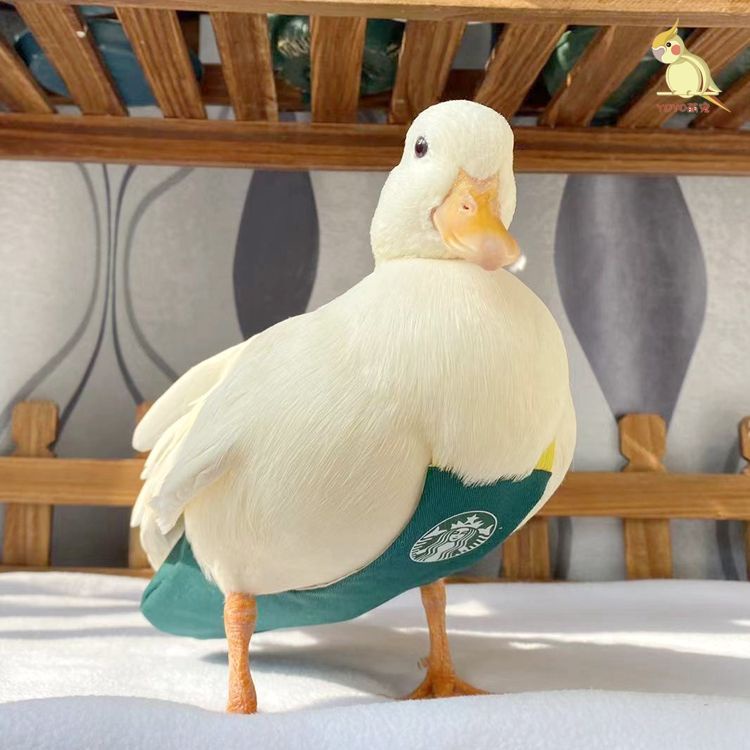 Cole Duck Civilization Poop Pocket Waterproof Diapers Clothes Traction ...