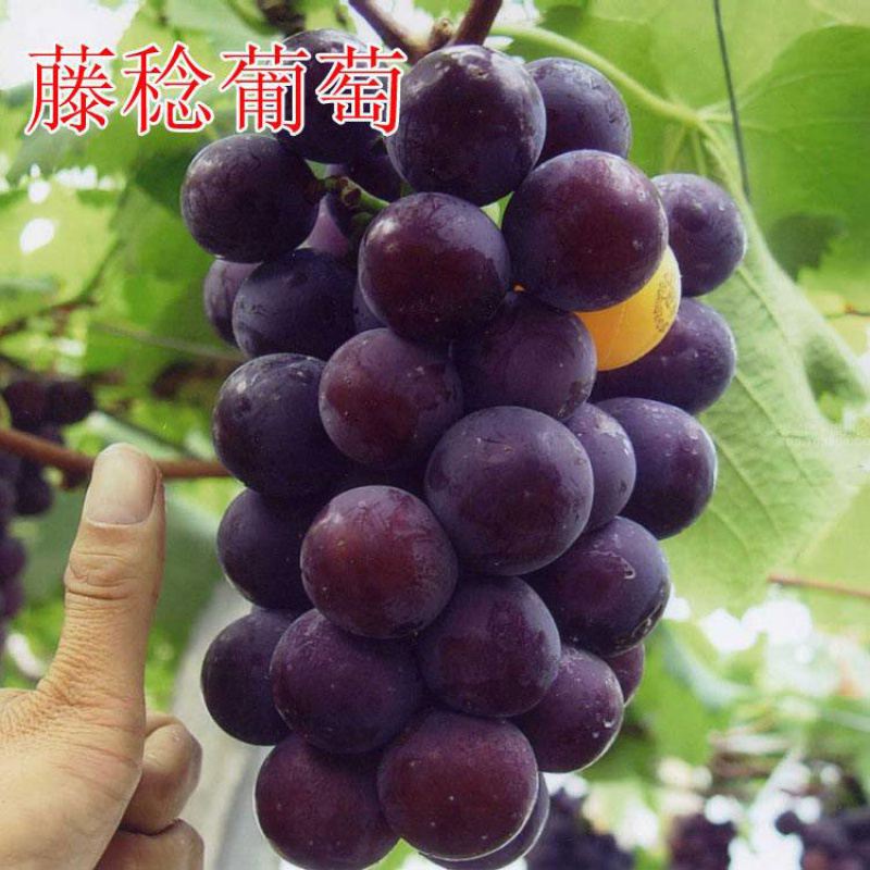 Authentic Japanese Fujimori Grape Seedlings Ping-Pong Grape Seedlings ...