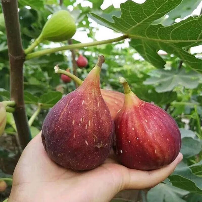 Flower Weng Fig Sapling Extra Large Poji Red Purple Fruit Garden ...