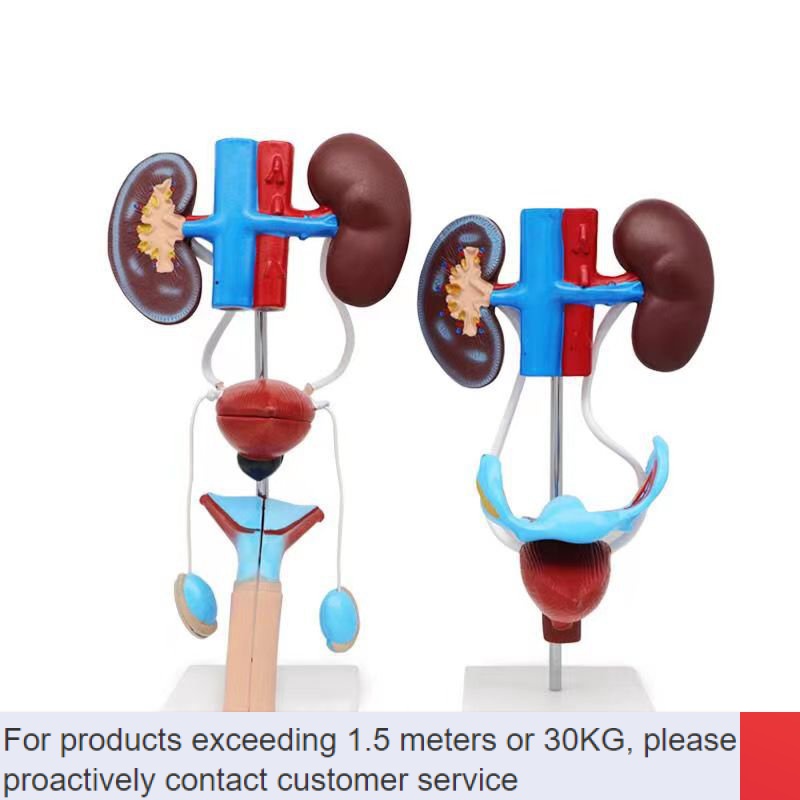 Zhymedical Model💎male And Female Genitourinary System Human Urinary