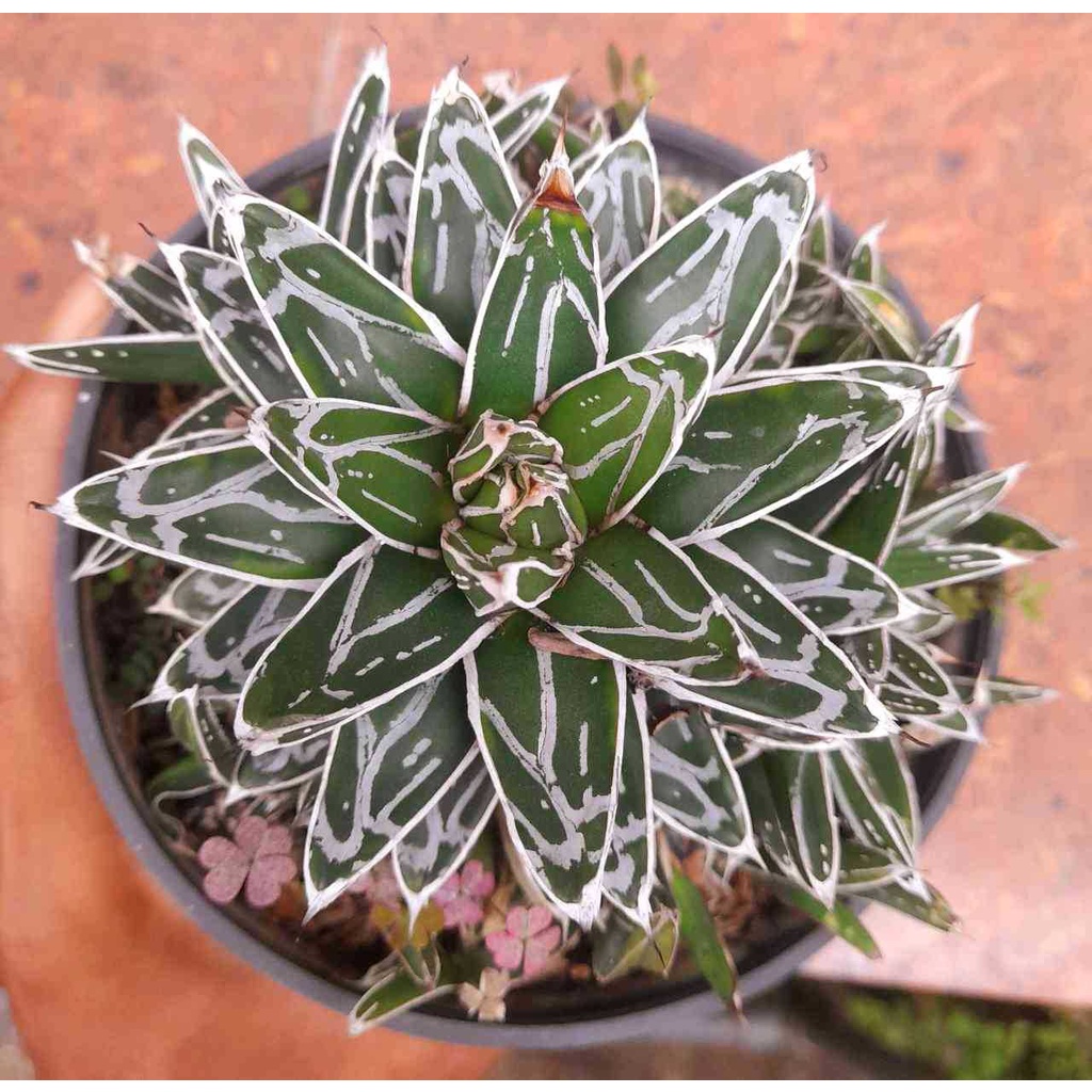 Sindo - Agave Victoria Reginae Dwarf ( bare rooted ) Plant Transform ...