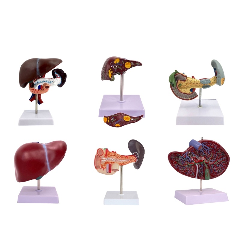 Stat Anatomy Digestive System Organ Liver Gallbladder Model Life Size ...