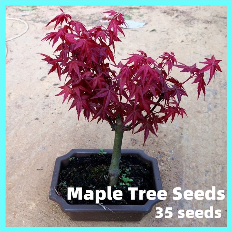 100% Original 35seeds Rare Maple Tree Seeds for Sale Japanese Maple ...