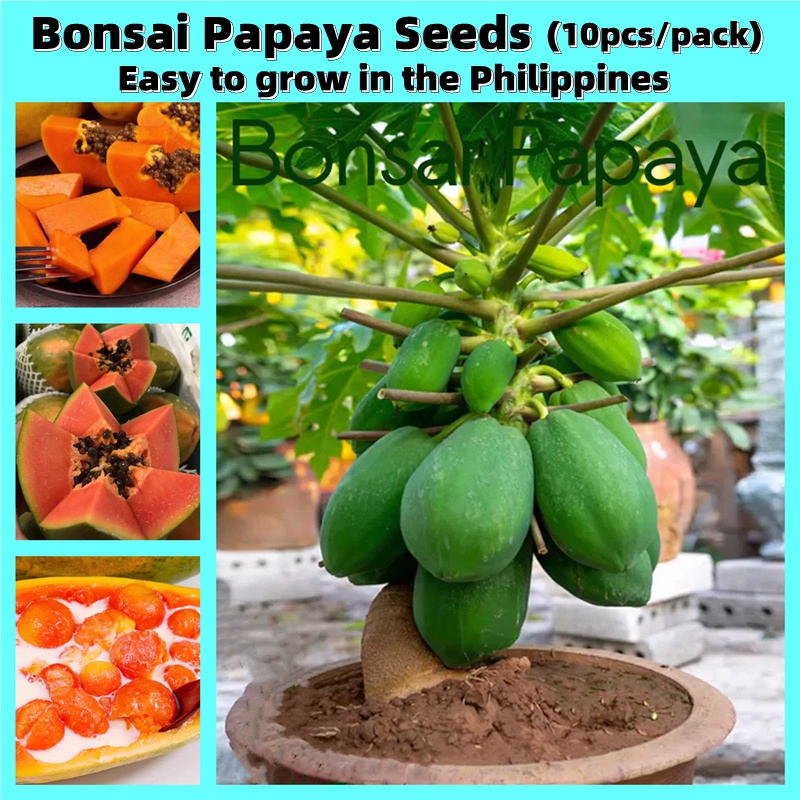 10pcs Red Lady Dwarf Papaya Seeds for Planting Fresh Fruit Seed ...