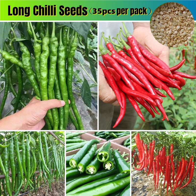 35seeds Red & Green Long Chilli Seeds for Planting Hybrid Genuine Hot ...