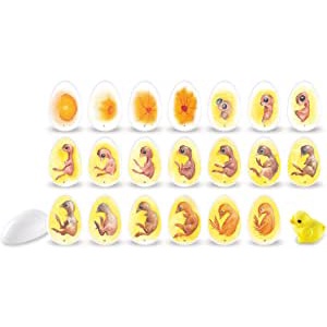 Learning Resources Chick Life Cycle Exploration Set,Multi-color,2 3/4 ...