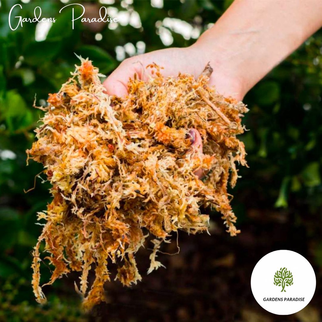 Sphagnum Moss Dry Peat Substrate Grade A By Gardens Paradise (100g is ...