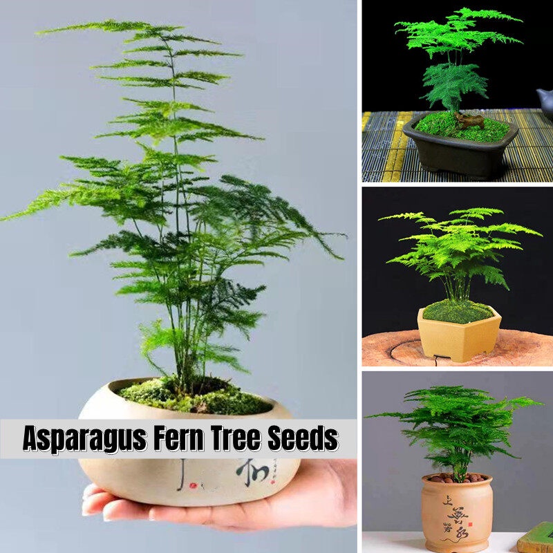 Bonsai Asparagus Fern Tree Seeds (35pcs/bag) Evergreen Dwarf Asparagus ...
