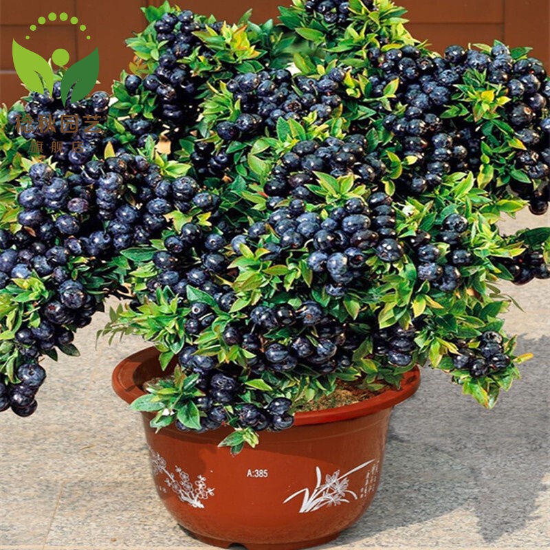 Blueberry Seedling Bear Fruit in Current Year Black Pearl Blueberry ...