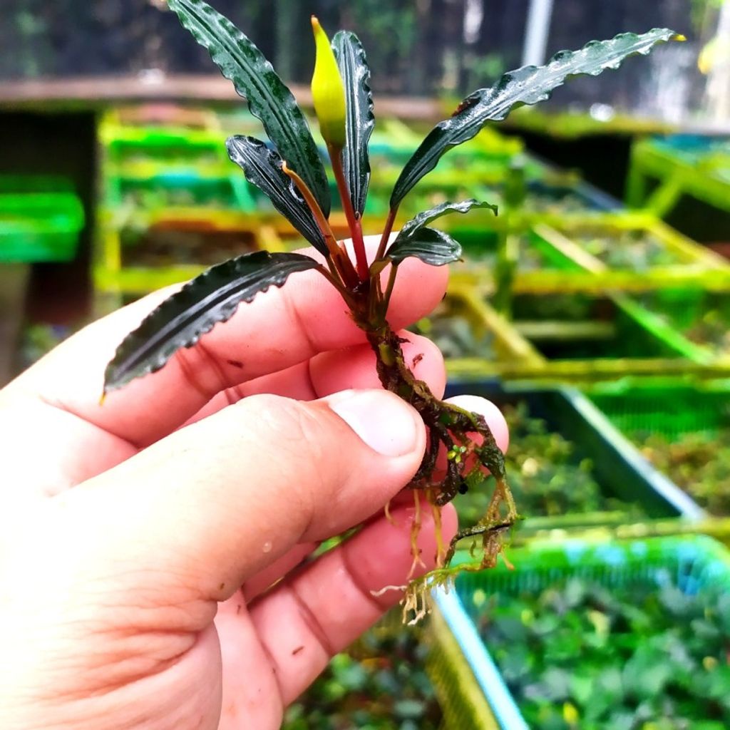 Sindo - Bucephalandra King Crocodile Rizom Live Plant E185I3Z8PM ...