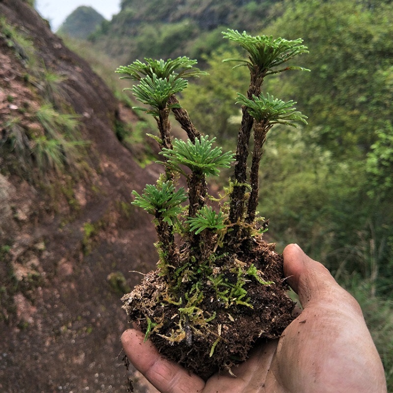 Minjiashan Wild Herba Selaginellae Potted Plant Anastatica Small Pot ...