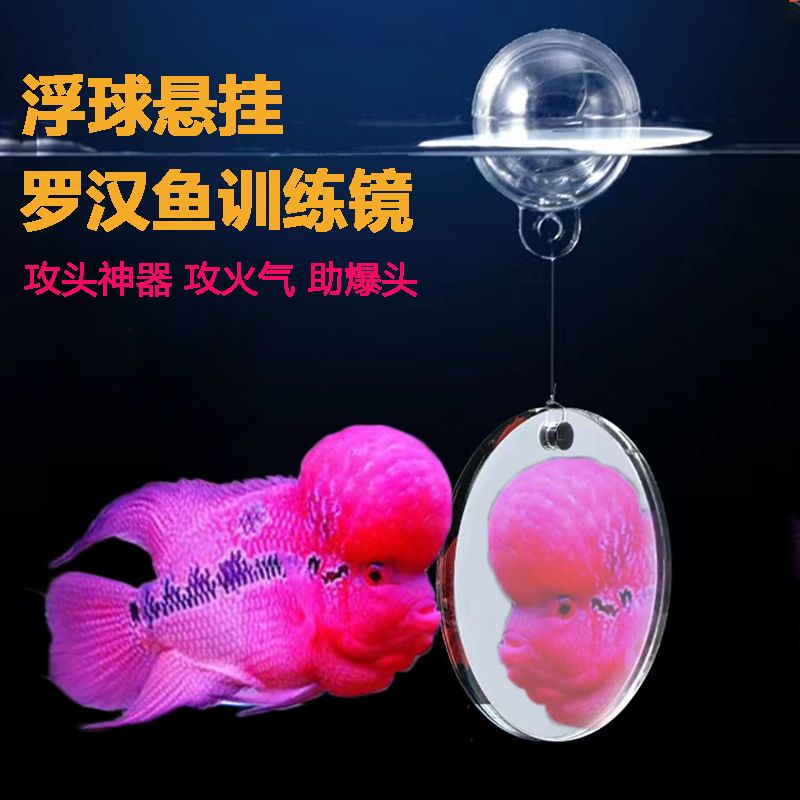 Betta Mirror Fish Tank Flowerhorn Cichlid Training Playing Accessories ...
