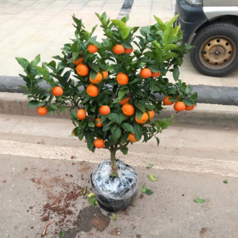 Sugar Orange Sapling Field Cultivation Potted Plant South North ...