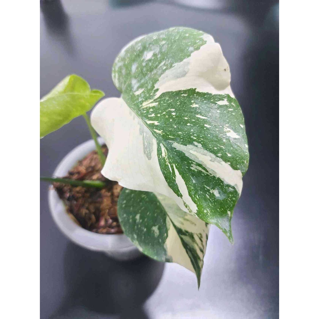 Sindo - Monstera Thai Constellation Plant Celestial Beauty for Indoor ...