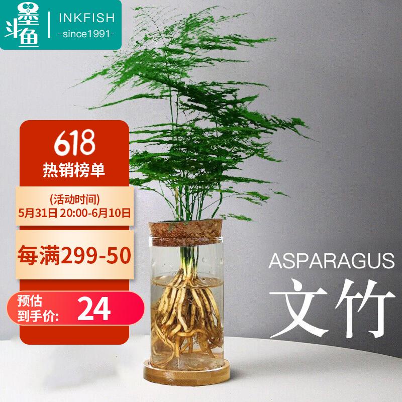 Cuttlefish Asparagus Fern Hydroponic Plant Indoor Greenery Desktop ...