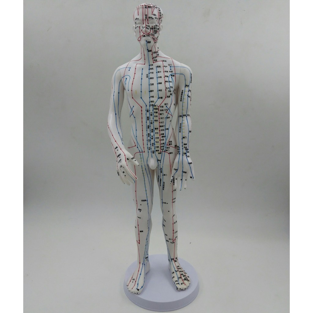 M-6/60cm Lettering Meridian Male and Female Human Body Model Human ...