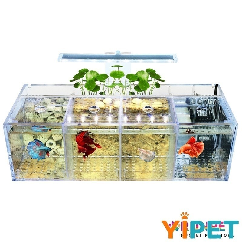 Betta tank breeding incubation isolation box water free desktop small ...