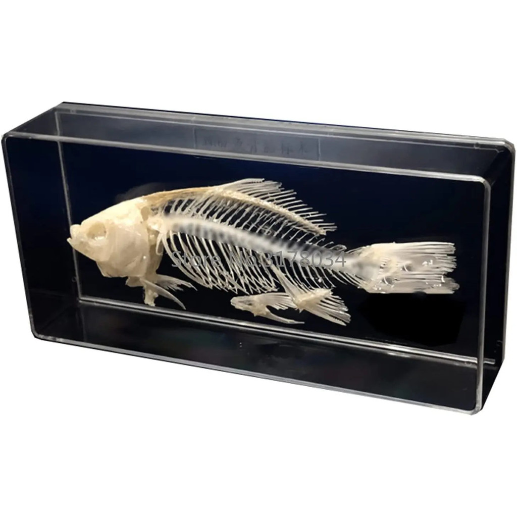 Fish Bone Specimen Fishes Skeleton Model - Real Bone Splicing Model ...
