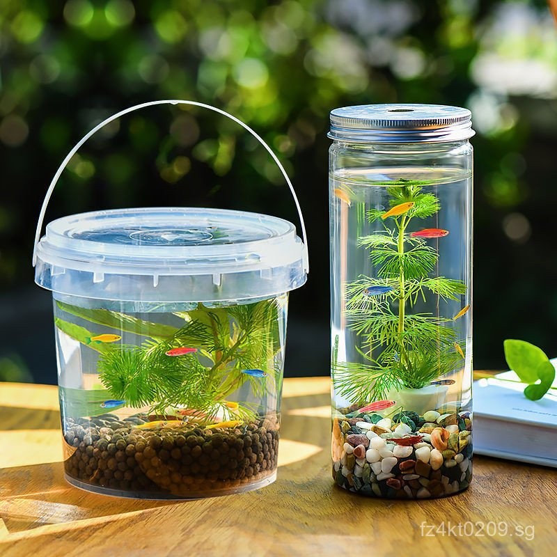 Miniature Freshwater Landscape DIY Shrimp School Ornamental Fish ...