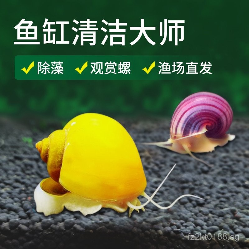 Freshwater Ornamental Snail Pet Snail Small Snail Cleaning Tool Large ...