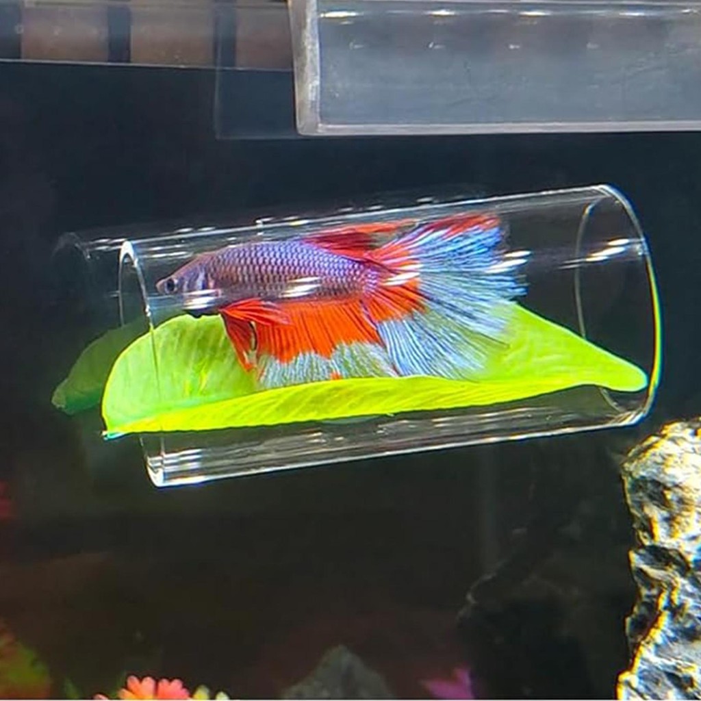 Betta Tube Betta Fish Resting Tube Safe Enrichment Acrylic Tube ...