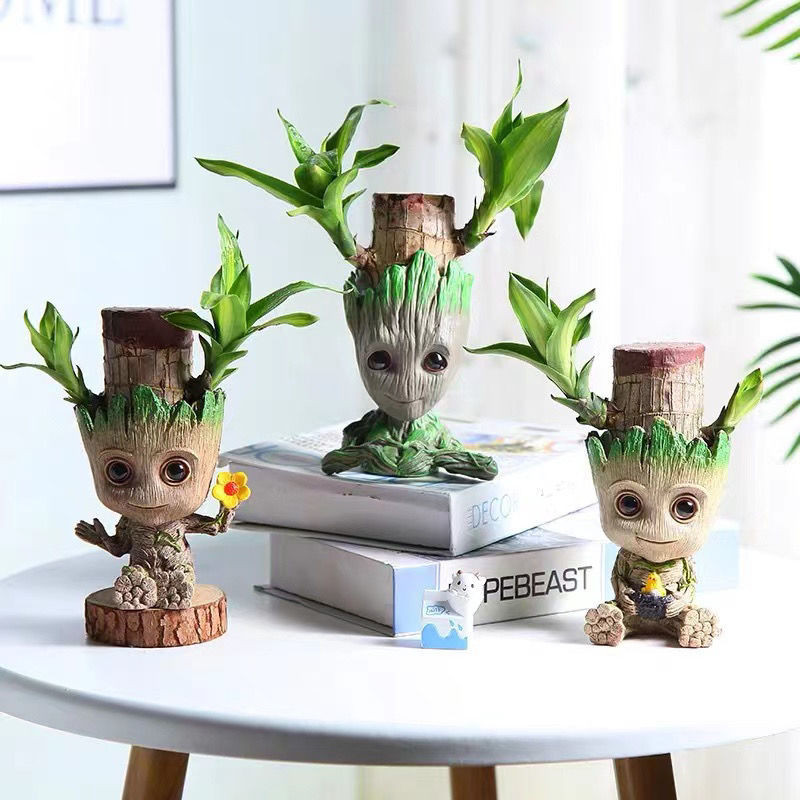 Brazil Wood Water Raising Lucky Wood Flowering with Bud Groot Couple ...