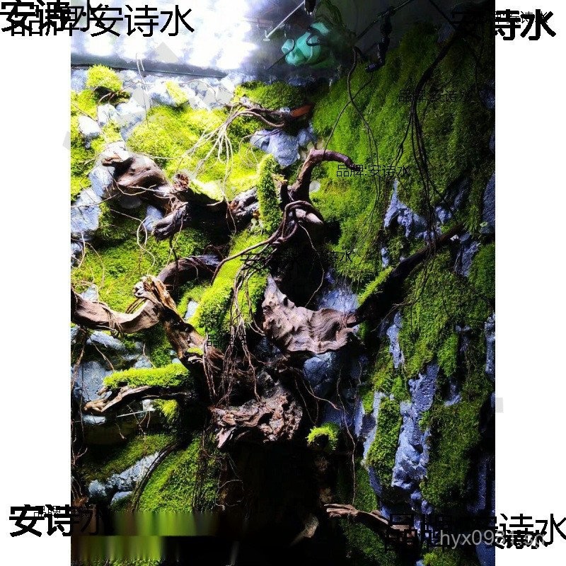 Dragon Beard Root Teng Root Beard Rainforest Tank Rhododendron Root ...