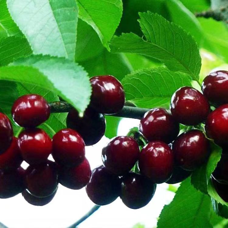 【SG Ready】Buy 1 get 1 free Cherry seeds cherry fruit seeds super sweet ...