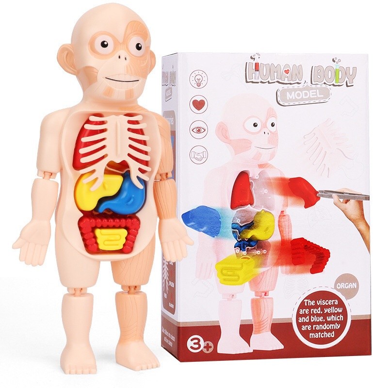 Kid Montessori 3D Puzzle Human Body Anatomy Model Toy DIY Educational ...