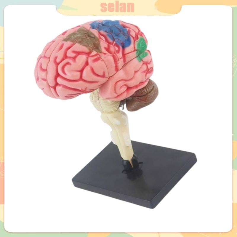 SEL Human Brain Anatomy Model with Detachable Brain Organs Anatomical ...
