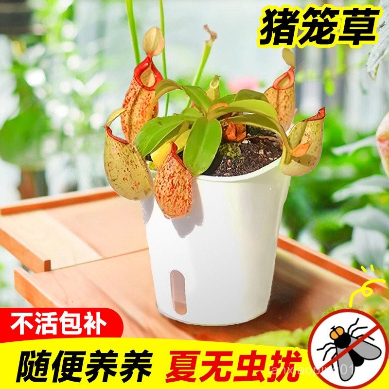 sg Pitcher Plant Potted Plant Dionaea Muscipula Slurperon Cannibal ...