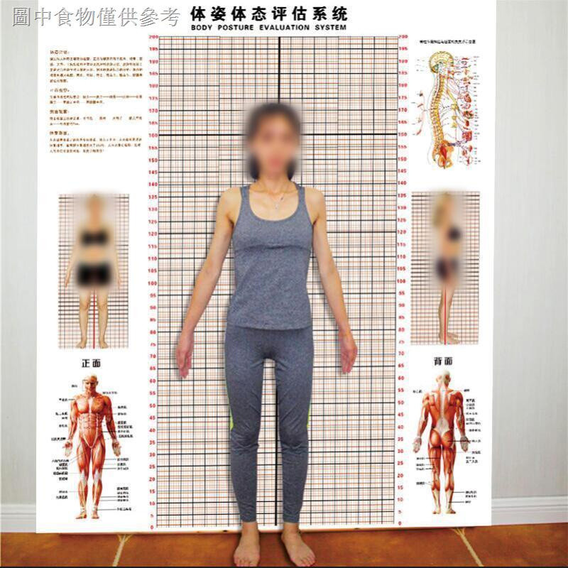((Posture Assessment Sheet) Wall Sticker Gym Posture Measurement Grid ...