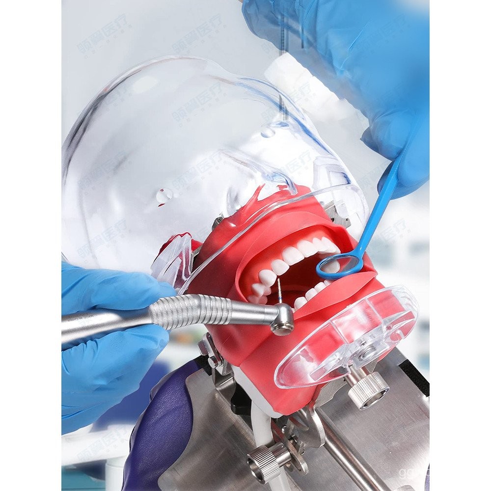 Resin Dental Simulation Head Model Teeth Model Oral Teaching Student ...
