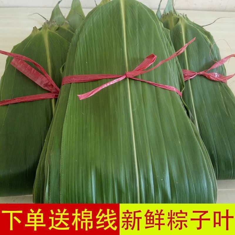 Fresh Picked Wild Rice Dumpling Leaves Trefoils Authentic Rice Dumpling ...
