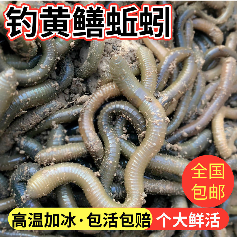 Fresh Earthworms Black Earthworms Green Earthworms Gray Earthworms Soil ...