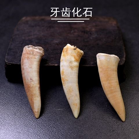 Natural Spear Tooth Fish Tooth Fossil Rough Stone Specimen Paleoth ...