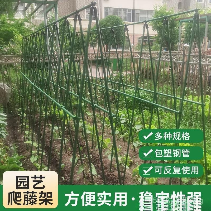Climbing Trellis Bitter Melon Trellis Plant Growing Box South Loofah ...