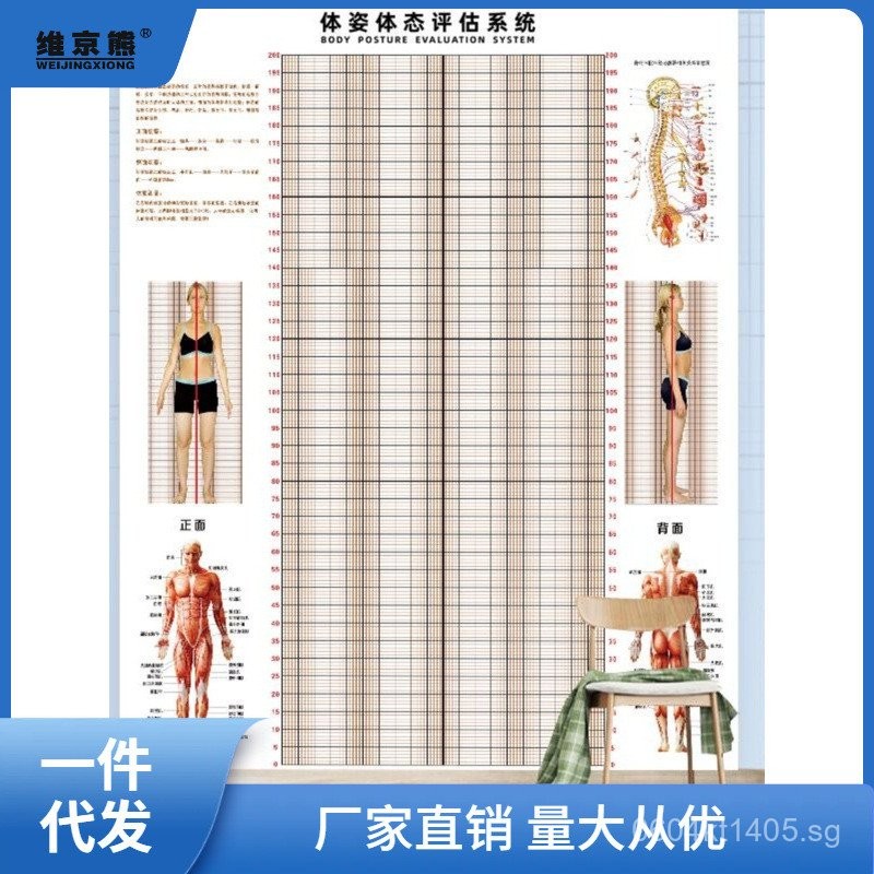 Posture Gym Personal Training Background Wall Sticker Body Measurement ...