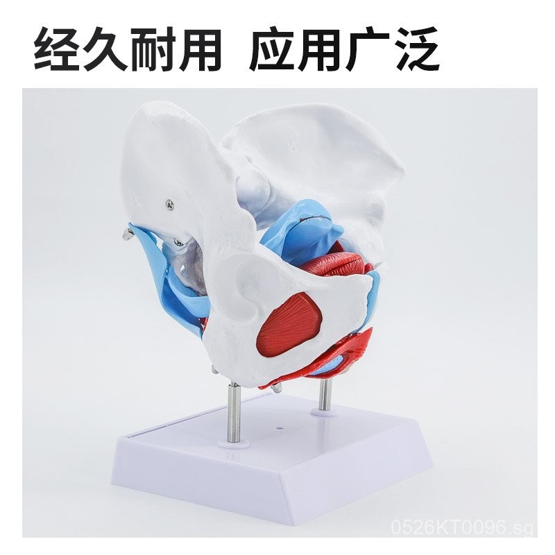 Anatomical Uterus Blood Vessels Pelvic Structure Model Pelvic Floor ...
